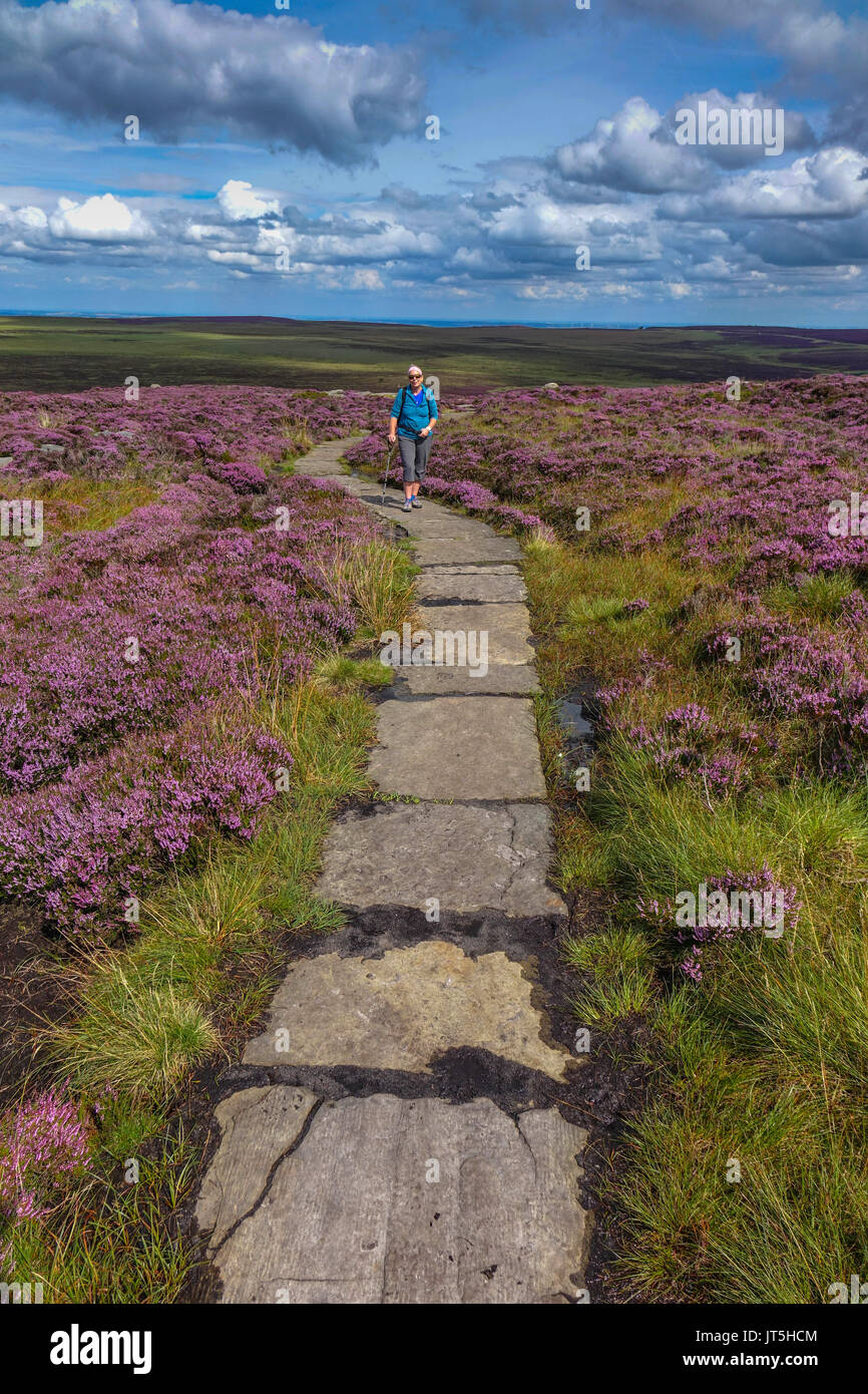 Solitary walker and carpet of purple heather, summer, Stanage Edge ...