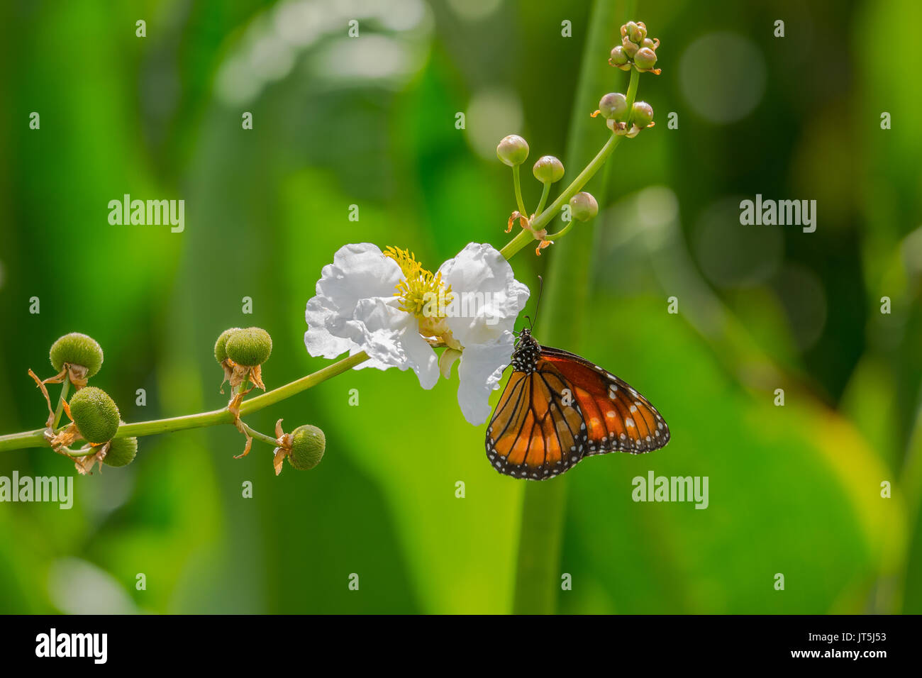 Monarch Butterfly gathering nectar from a small white flower in the ...