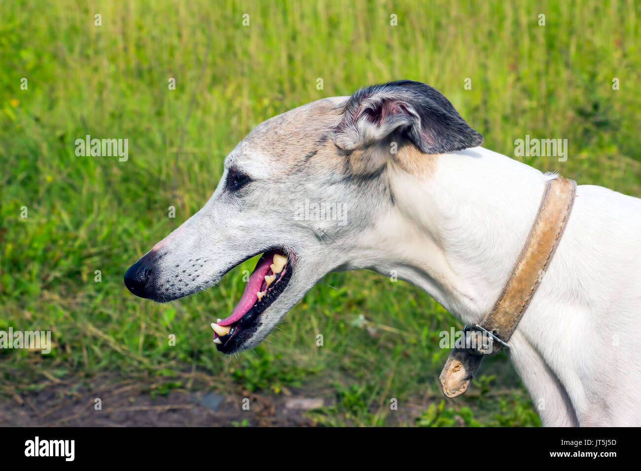 Dog english greyhound adult standing hi-res stock photography and ...