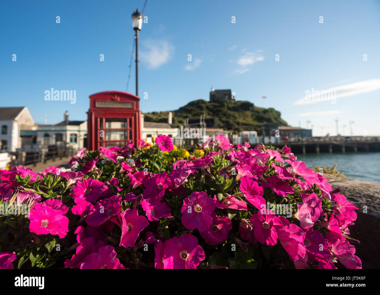 Flowers in front of harbour at Ilfracombe, Devon Stock Photo - Alamy