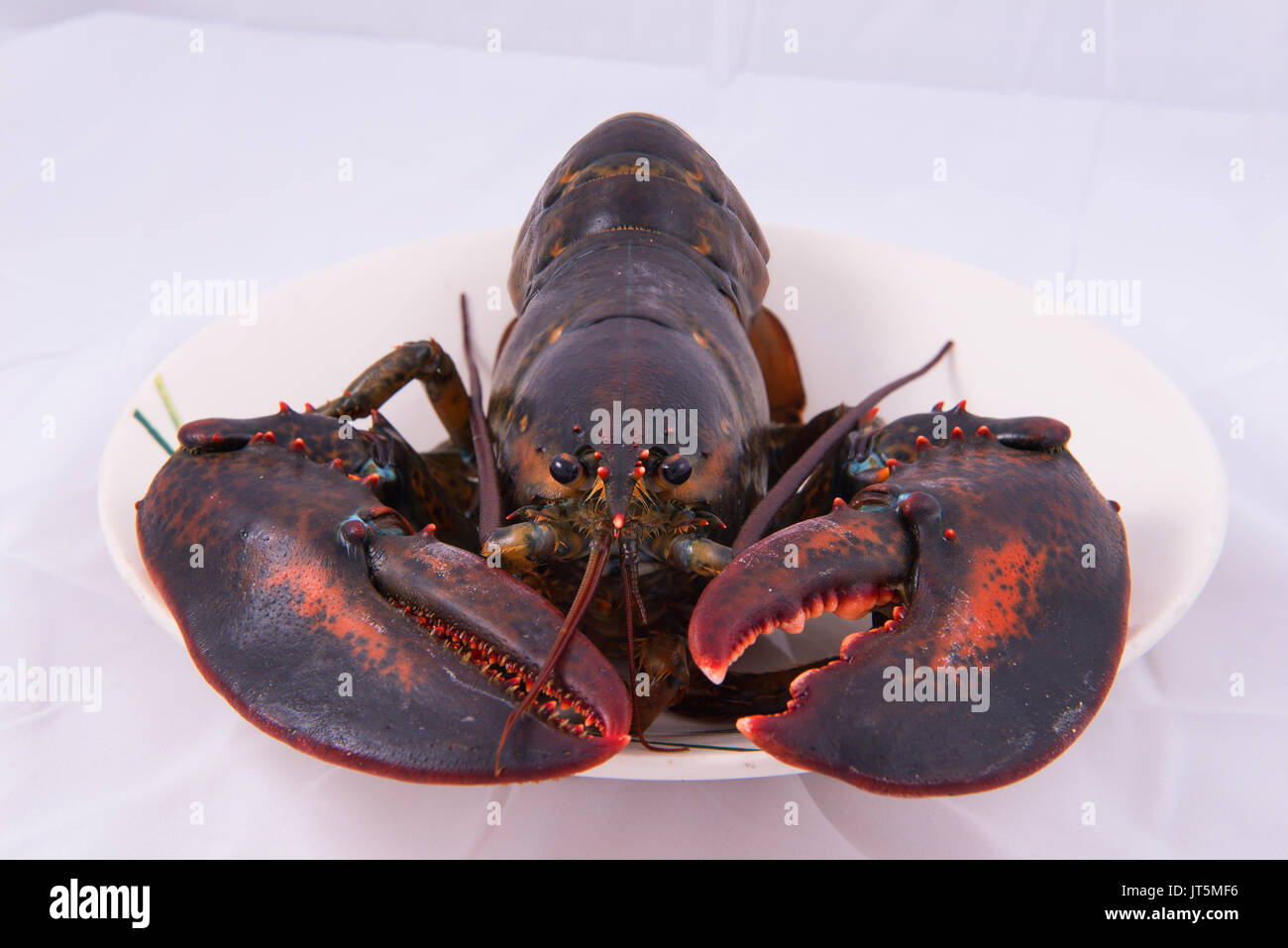Lobster from usa hi-res stock photography and images - Alamy