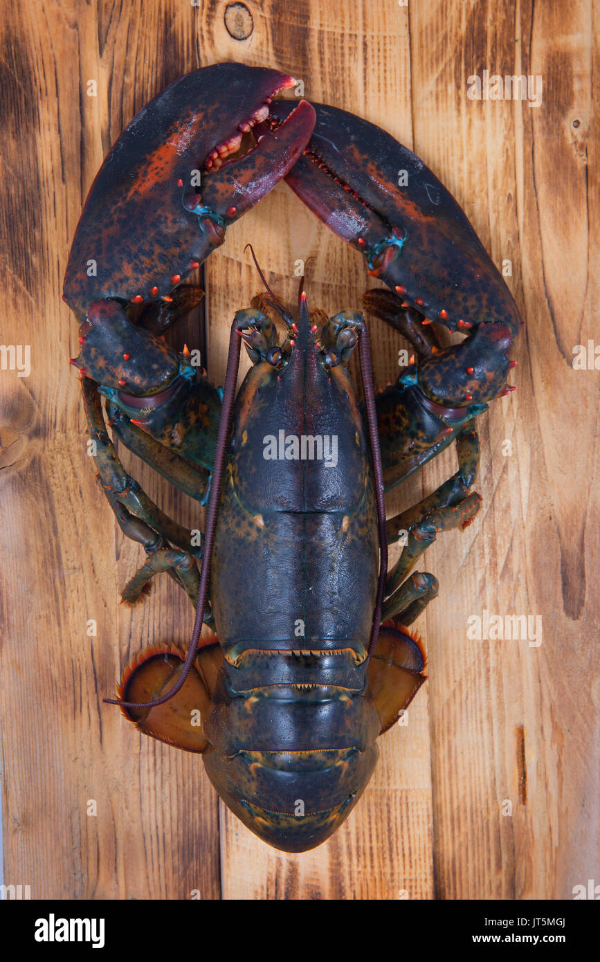 lobster from USA Stock Photo - Alamy