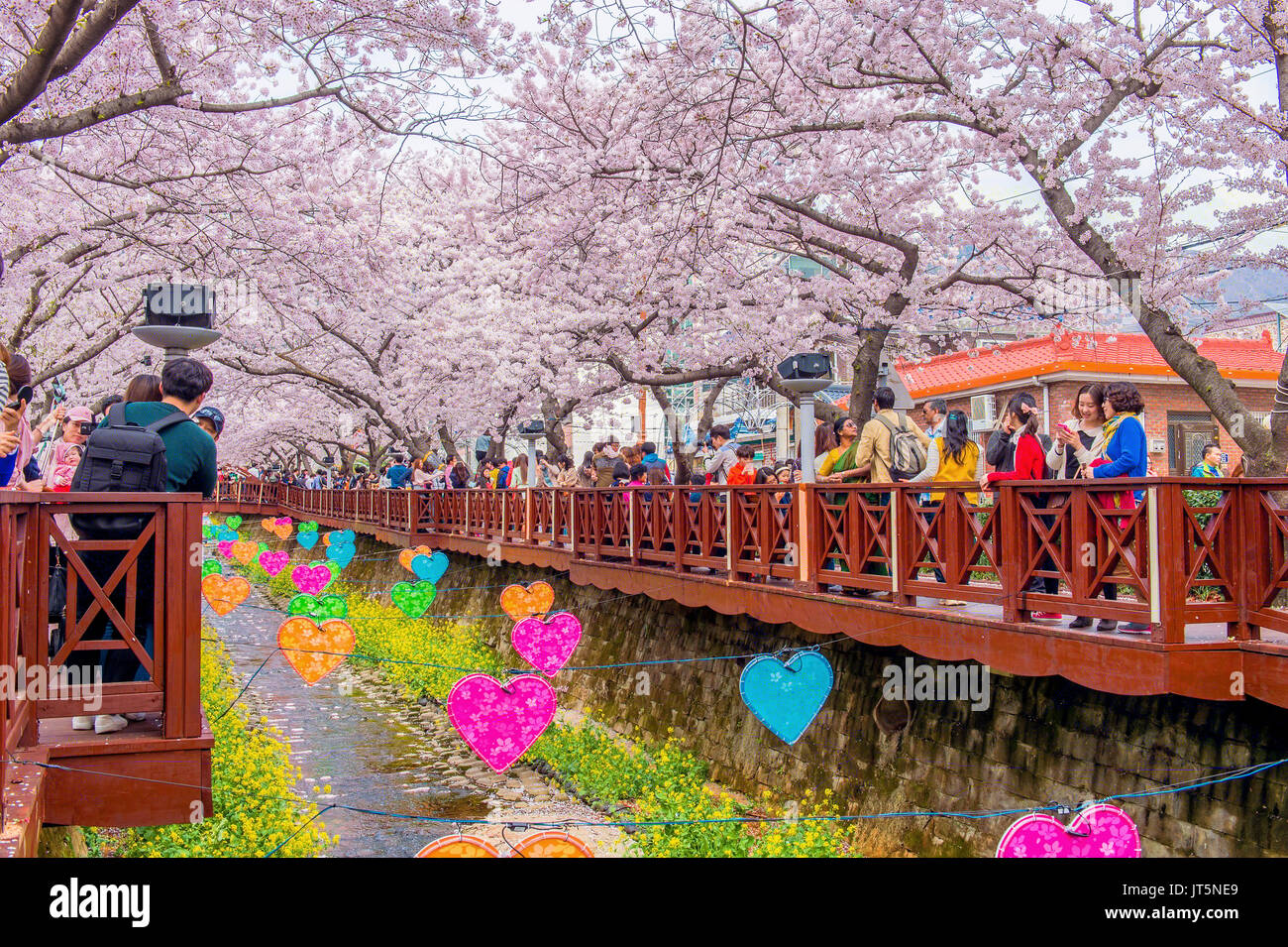 JINHAE,KOREA - APRIL 4 : Jinhae Gunhangje Festival is the largest ...