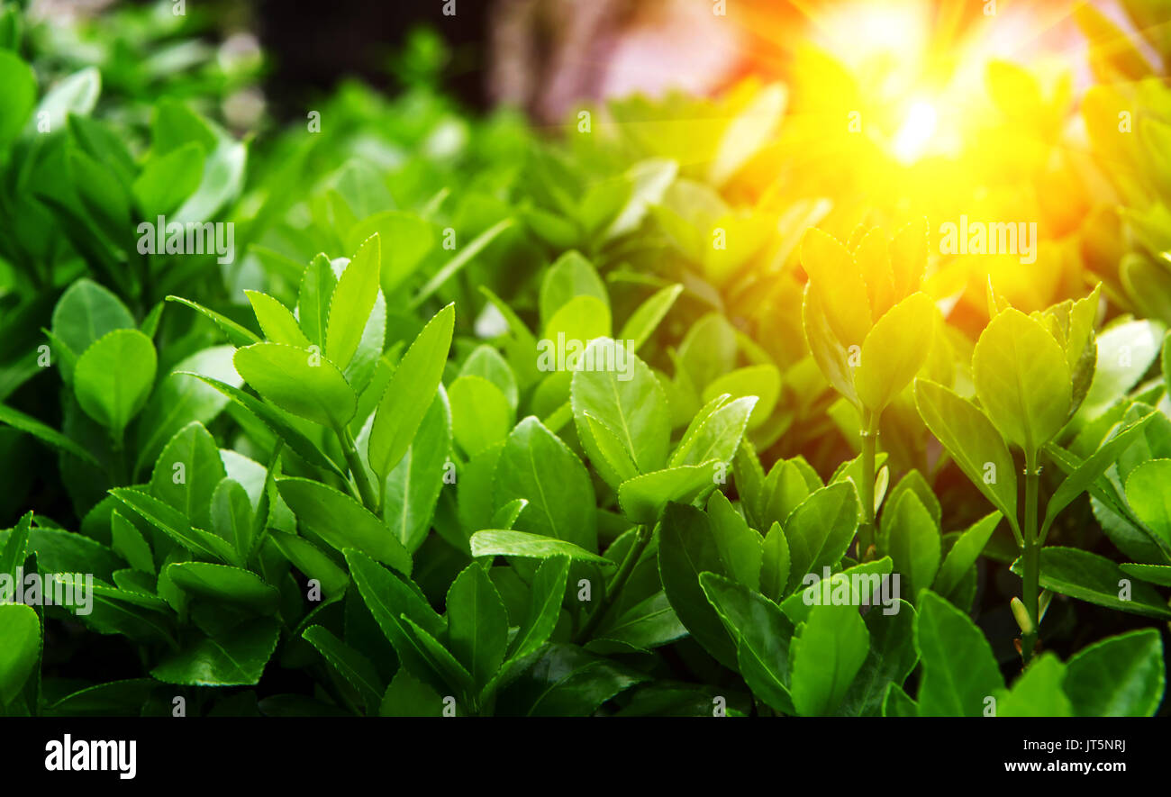Green leaves in spring and sun light,Background Stock Photo - Alamy