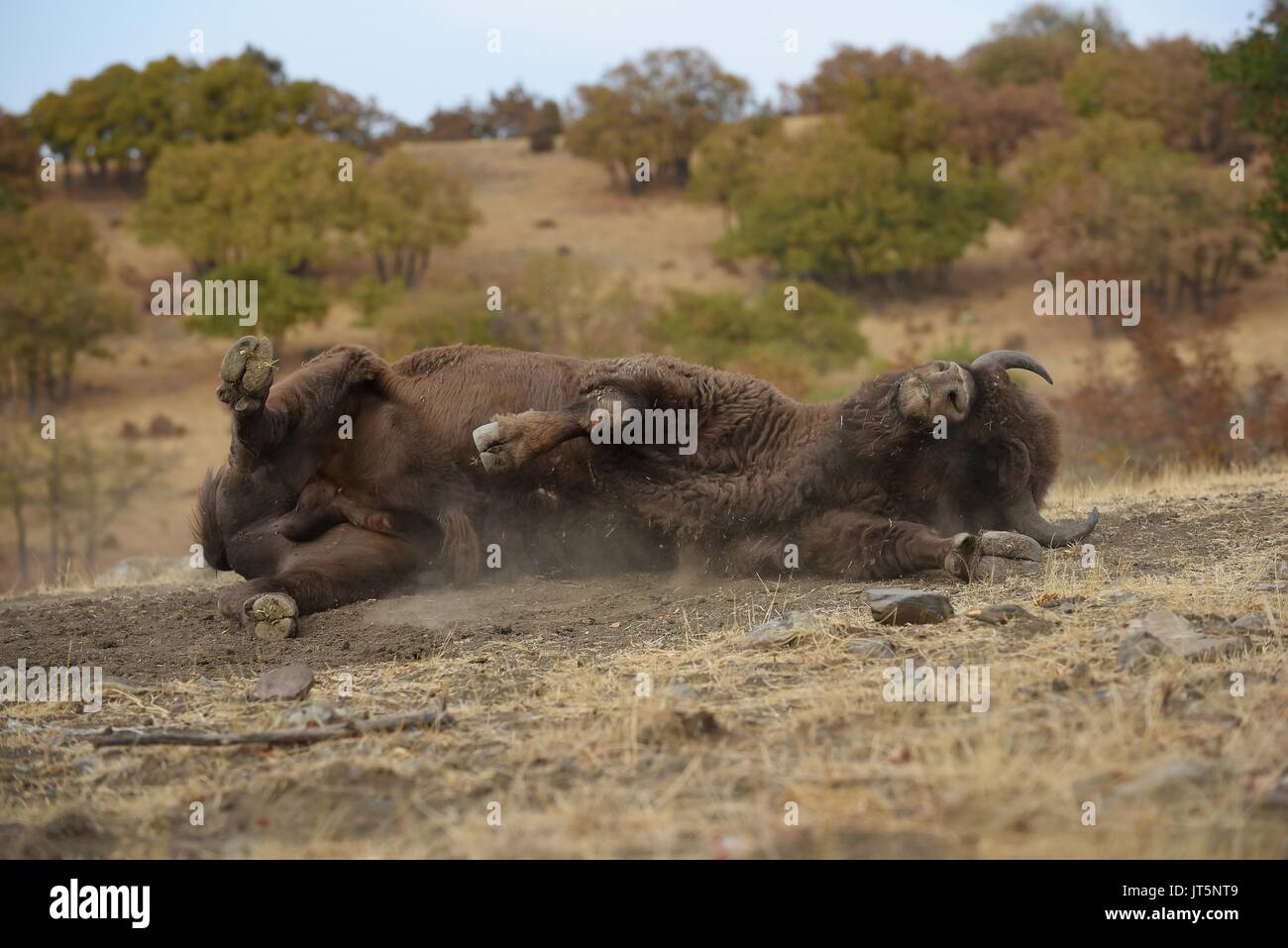 Rolling in ash hi-res stock photography and images - Alamy