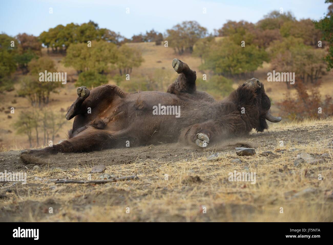 Rolling in ash hi-res stock photography and images - Alamy