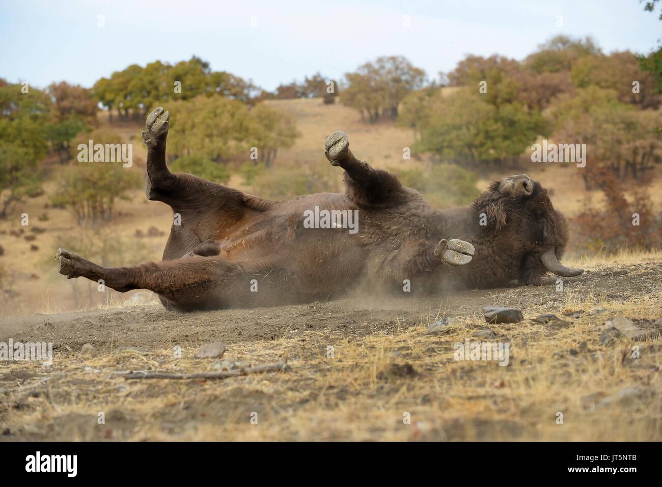 Rolling in ash hi-res stock photography and images - Alamy