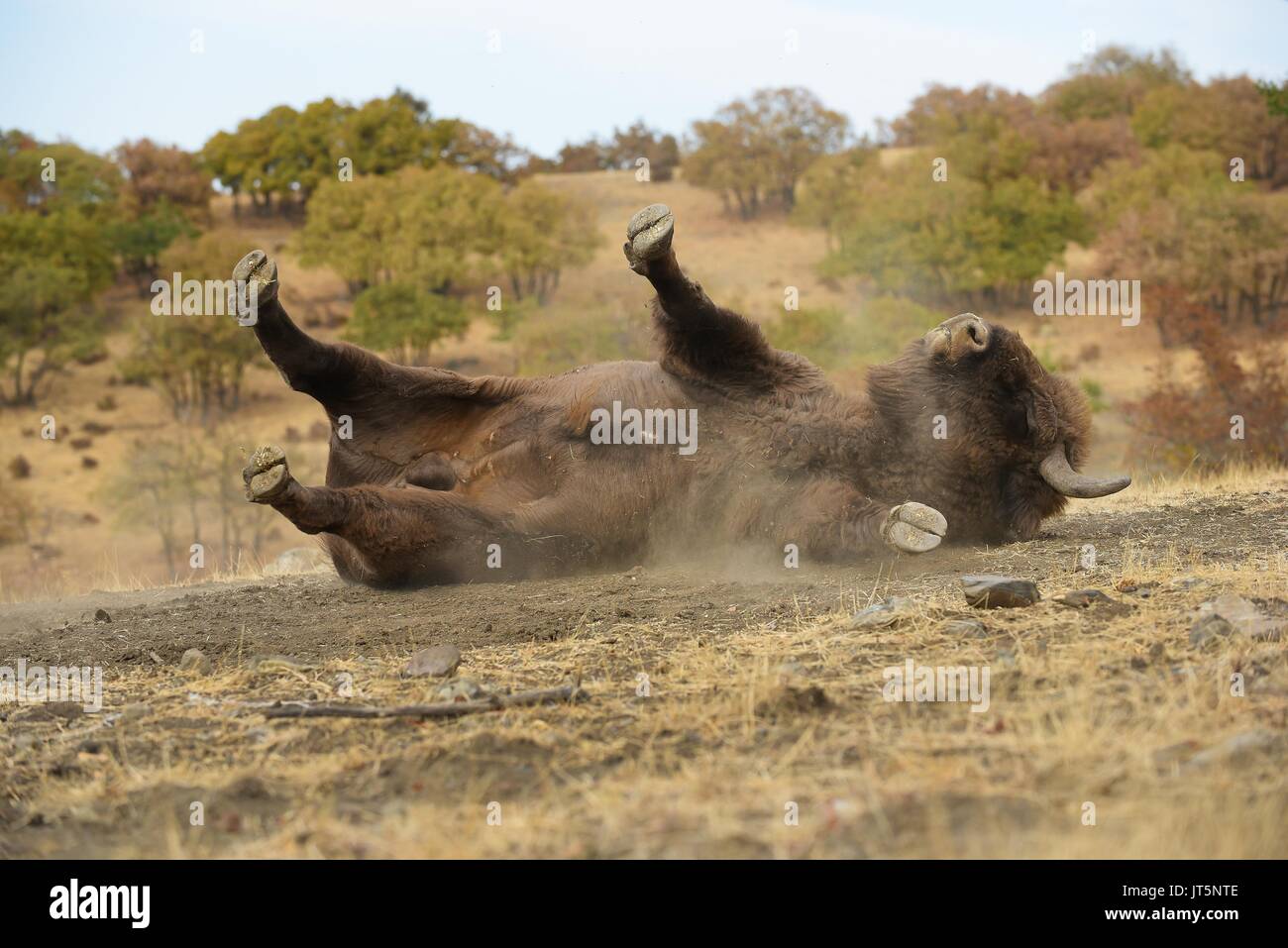 Rolling in ash hi-res stock photography and images - Alamy