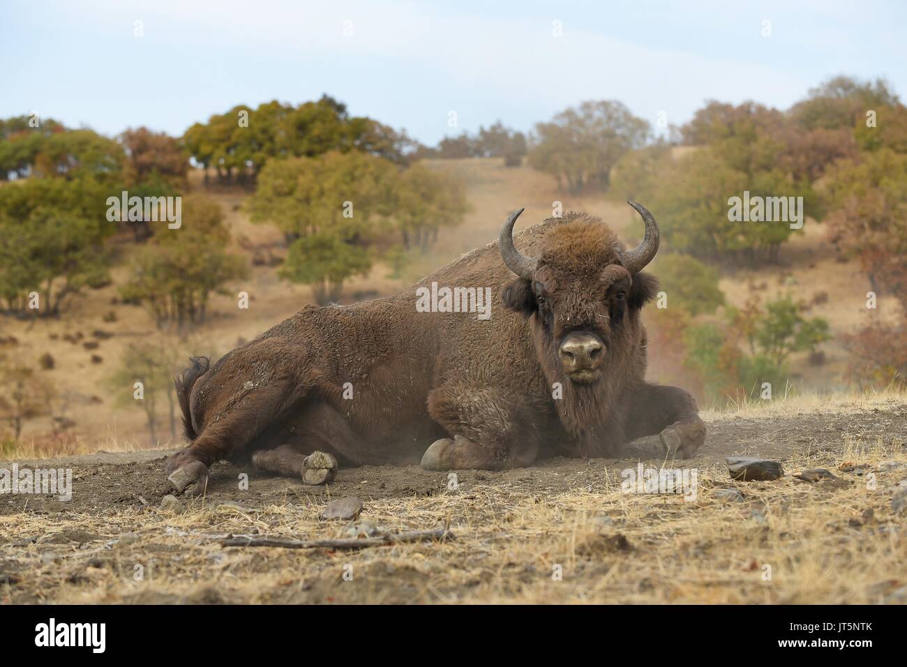 Bison hunting hi-res stock photography and images - Alamy
