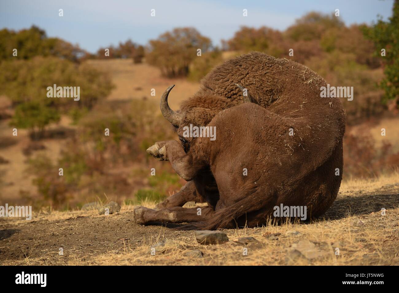 Recumbent animal hi-res stock photography and images - Alamy