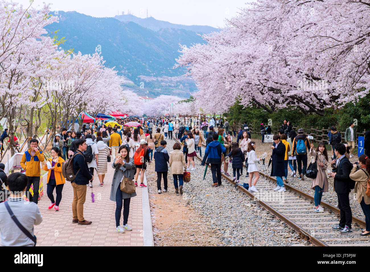 JINHAE,KOREA - APRIL 4 : Jinhae Gunhangje Festival is the largest ...