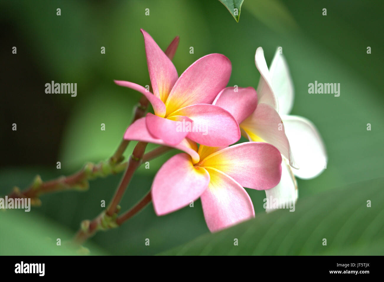 Frangipani tropical hi-res stock photography and images - Alamy