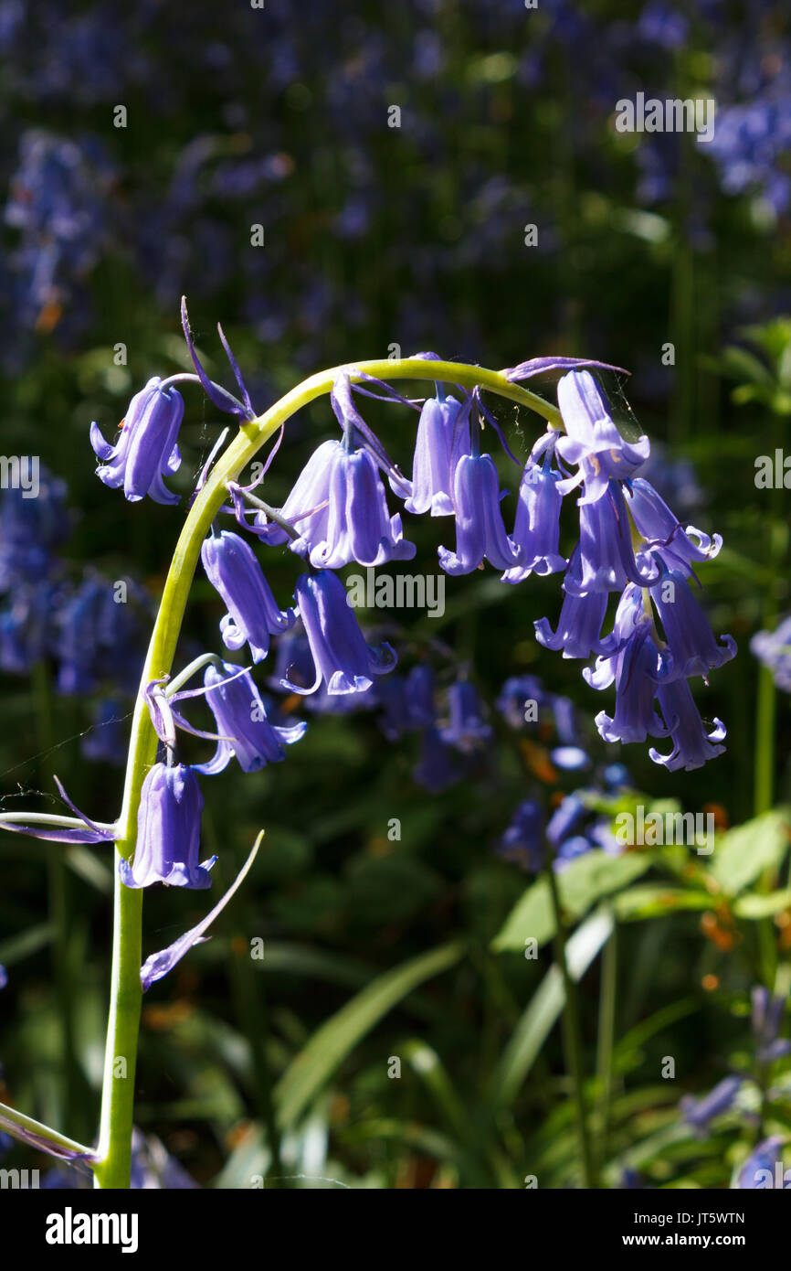 Bluebell close up of individual flowers in English woodland Stock Photo ...