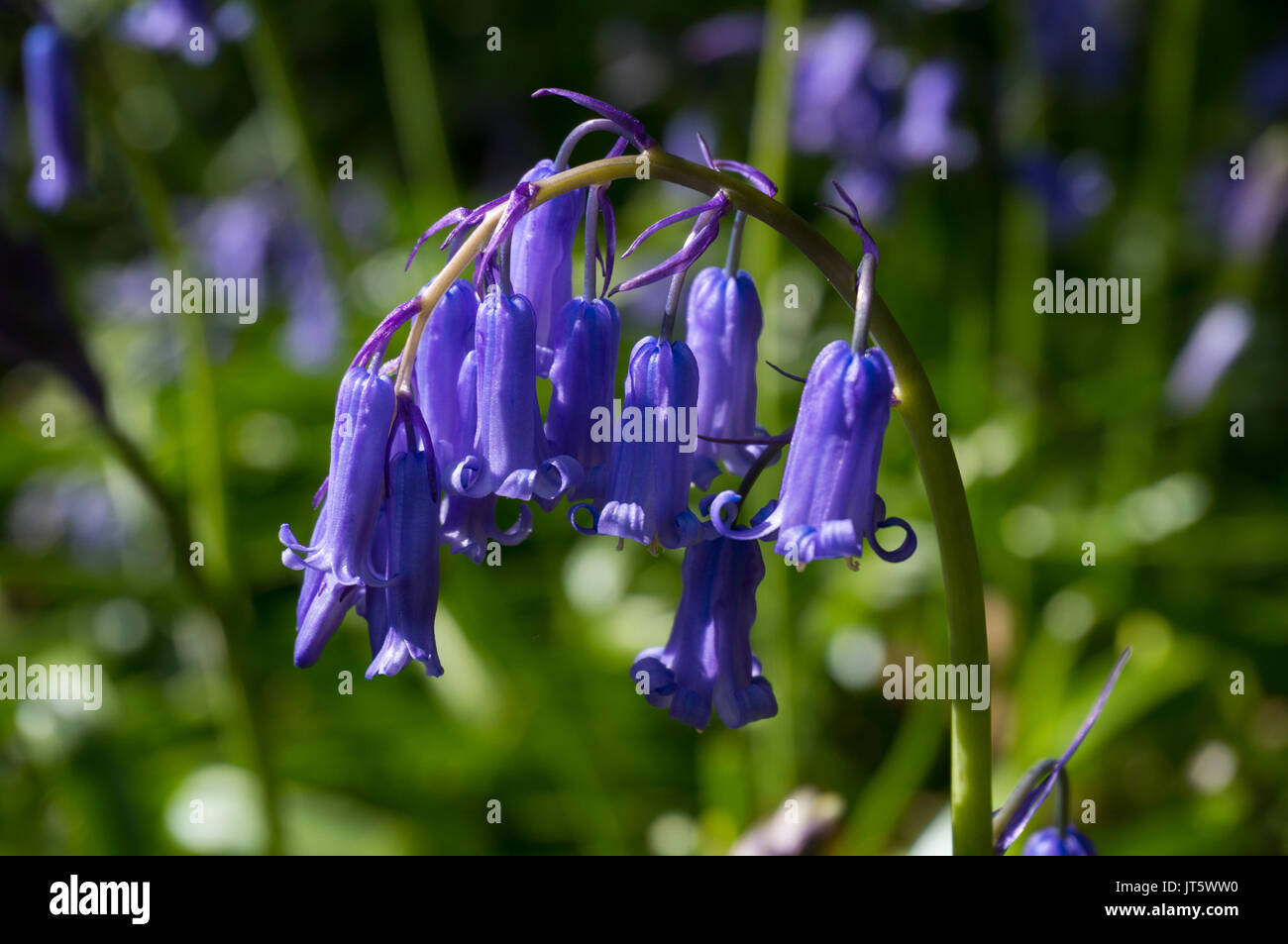 Individual flowers hi-res stock photography and images - Alamy