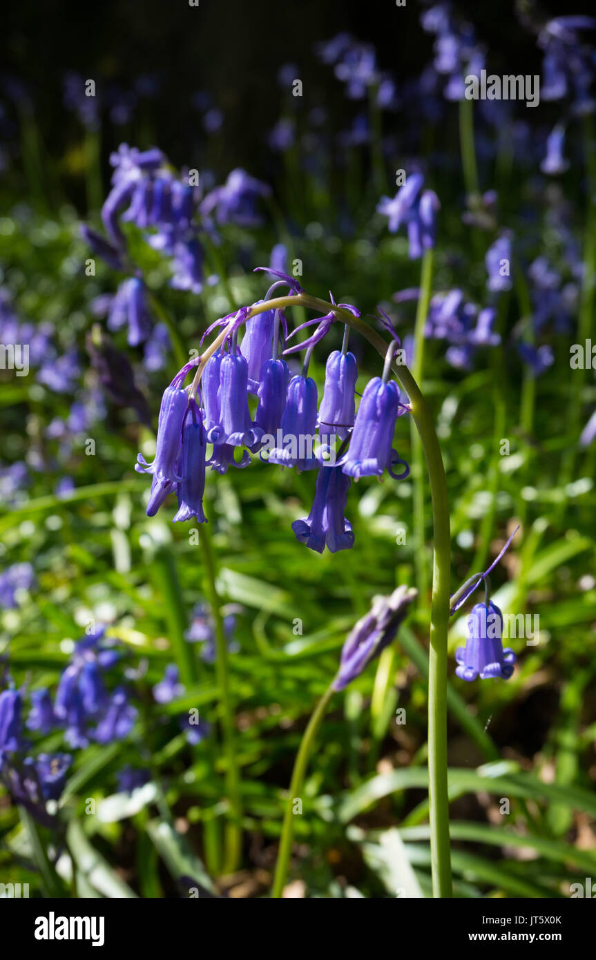 Bluebell close up of individual flowers in English woodland Stock Photo ...