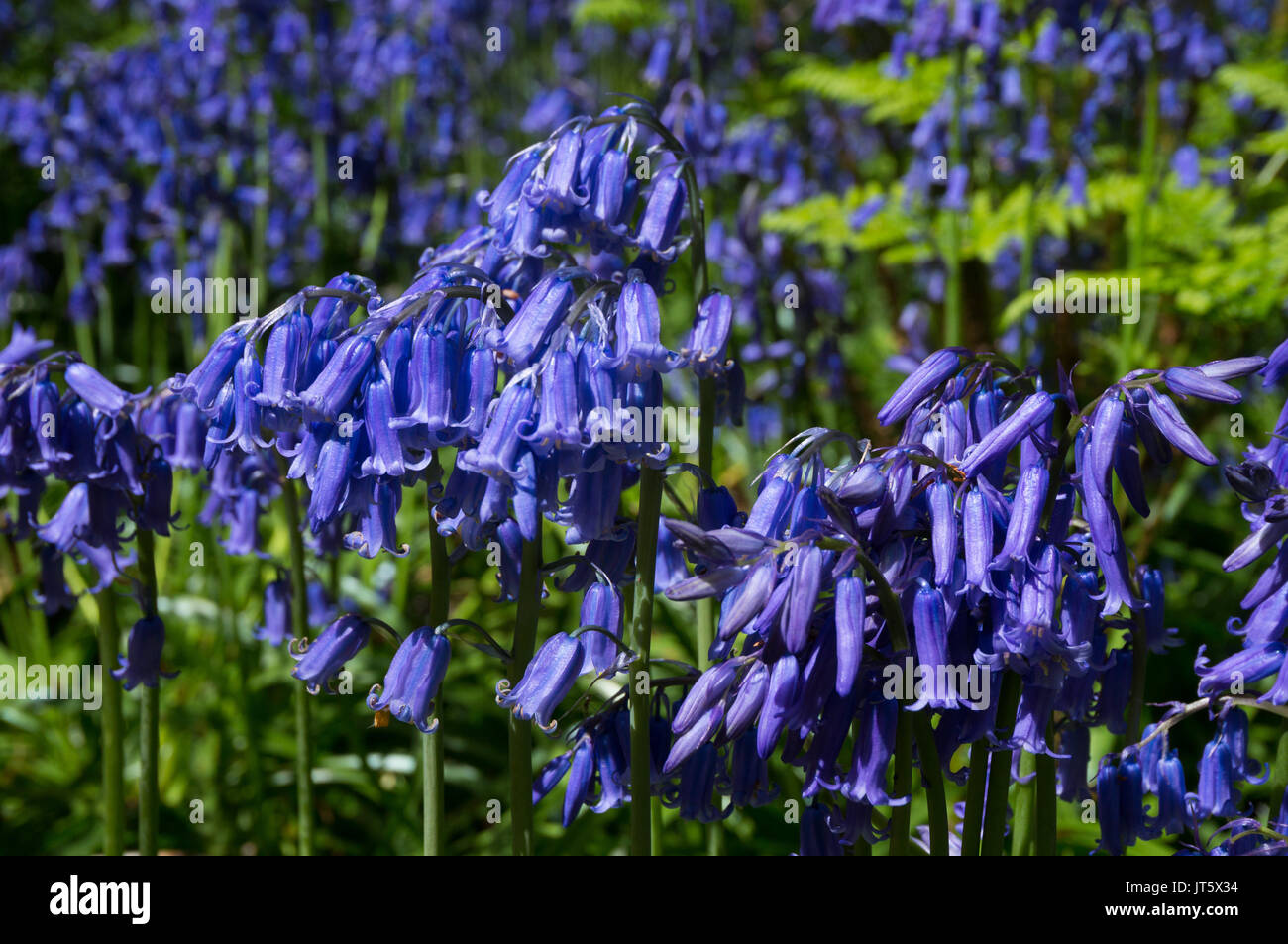 Individual flowers hi-res stock photography and images - Alamy