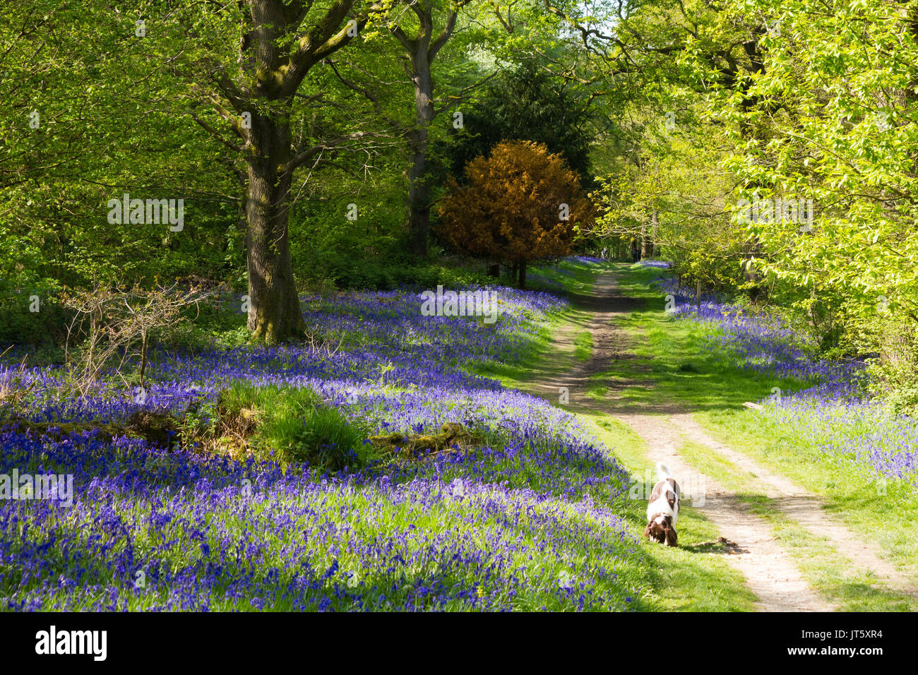 British woodland spring hi-res stock photography and images - Alamy