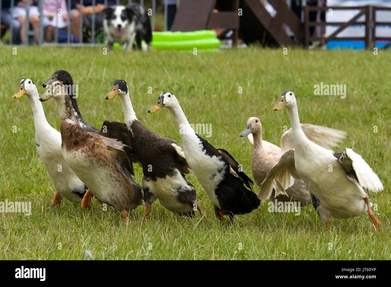 Indian runners hi-res stock photography and images - Alamy