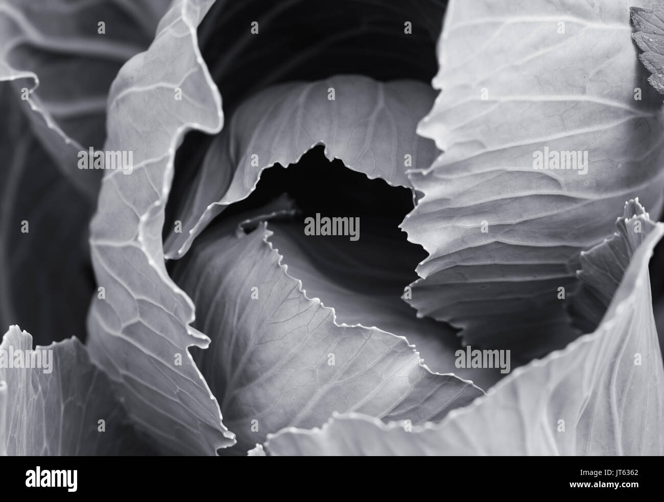 Black leaf cabbage hi-res stock photography and images - Alamy