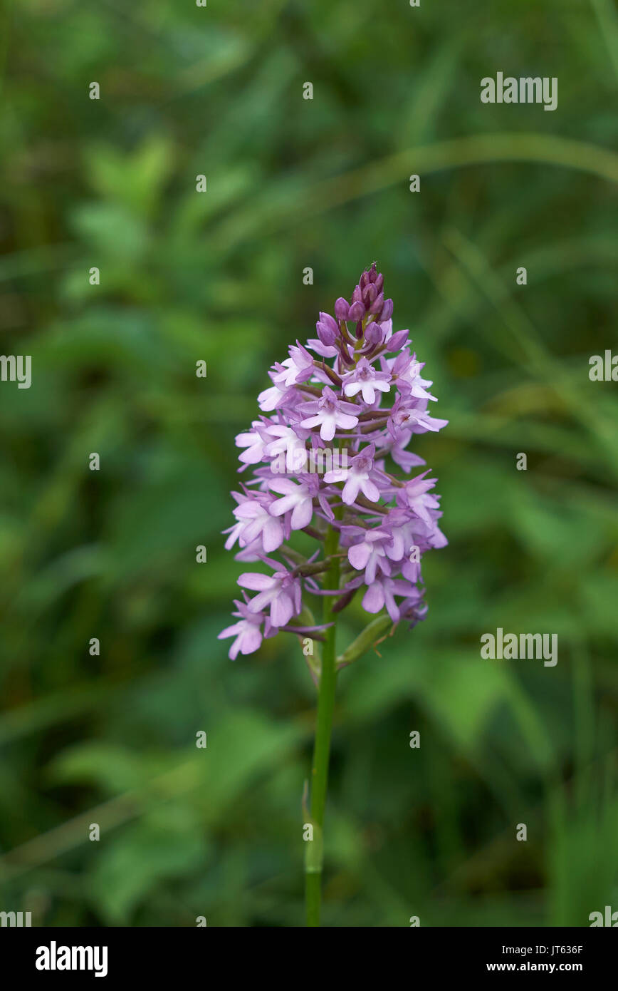 Pyramidal orchid isolated hi-res stock photography and images - Alamy