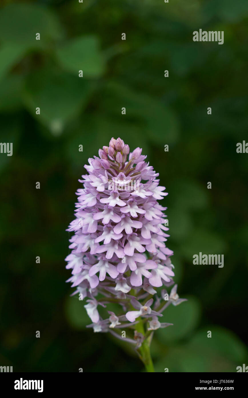 Pyramidal orchid isolated hi-res stock photography and images - Alamy