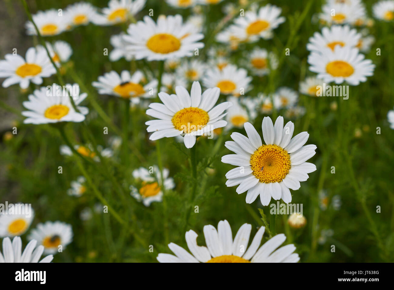 Anthemis arvensis L Stock Photo - Alamy