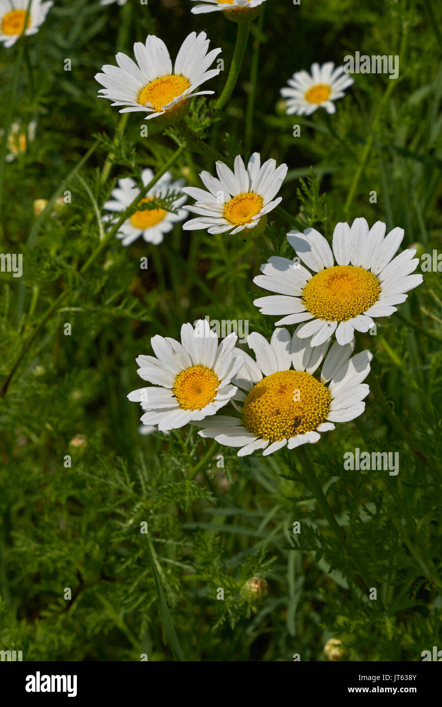 L arvensis hi-res stock photography and images - Alamy