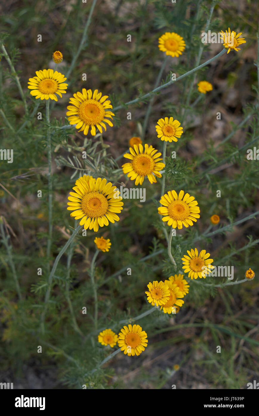 Cota tinctoria hi-res stock photography and images - Alamy