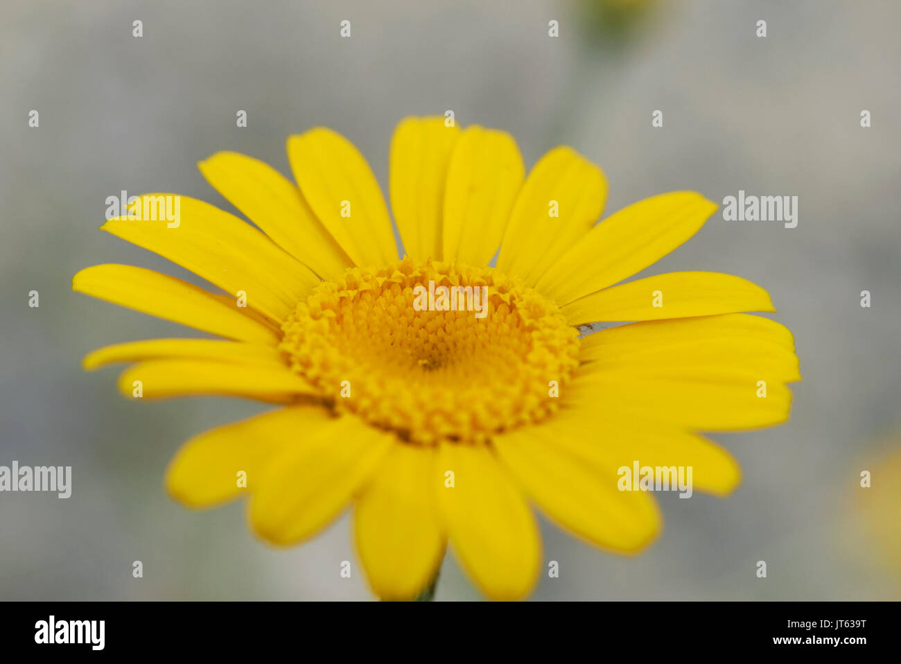 Cota tinctoria hi-res stock photography and images - Alamy