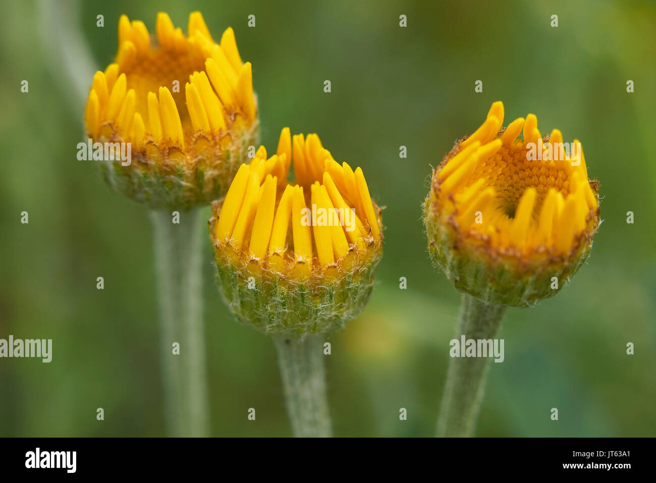 Cota tinctoria hi-res stock photography and images - Alamy