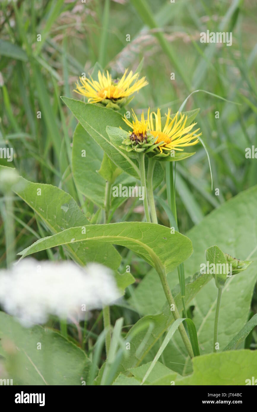 Inula sunflower hi-res stock photography and images - Alamy