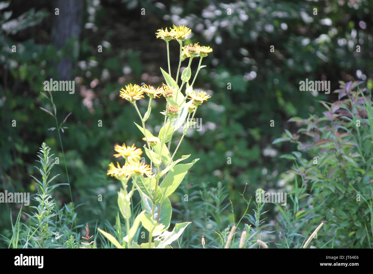 Yellow flowers of medicinal plant Elecampane (Inula helenium) or horse ...