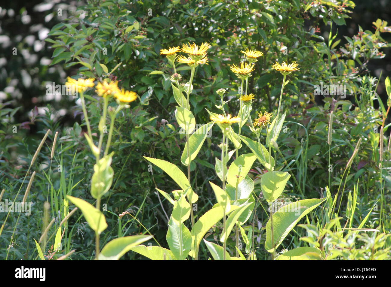 Inula sunflower hi-res stock photography and images - Alamy