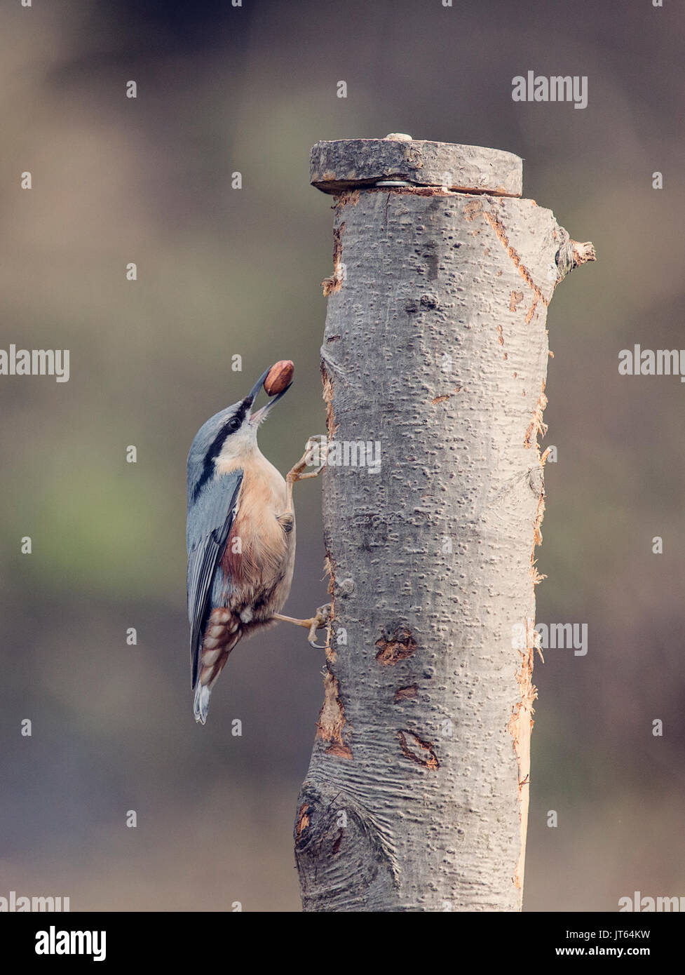 Peanut tree hi-res stock photography and images - Alamy