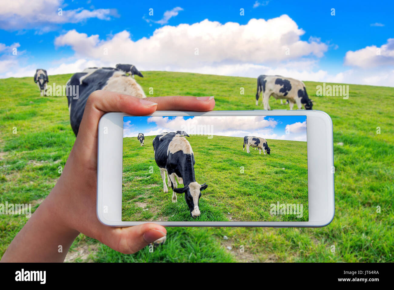 Hand holding smart phone take a photo at Cows on a green field Stock ...