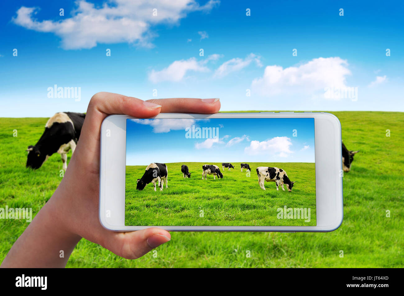 Hand holding smart phone take a photo at Cows on a green field Stock ...