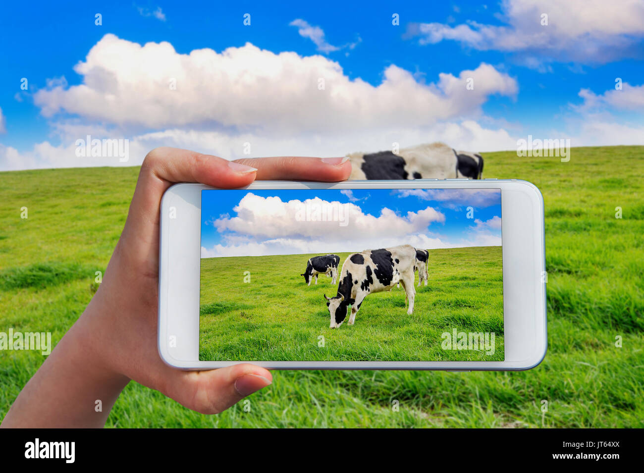 Smart cow hi-res stock photography and images - Alamy