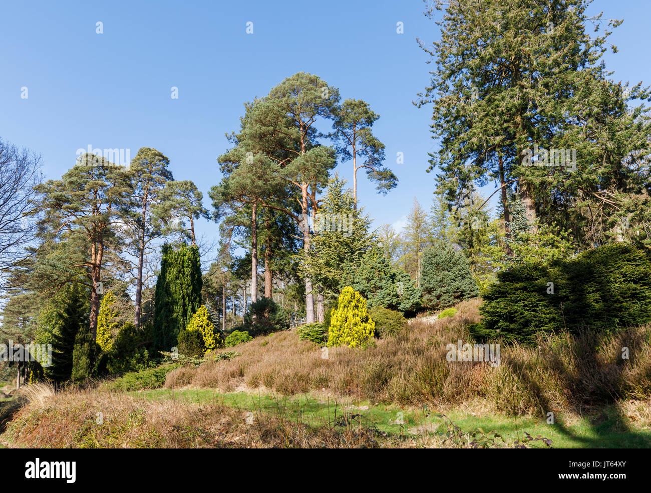 Large, tall pine trees at Bedgebury National Pinetum, Bedgebury, Kent ...