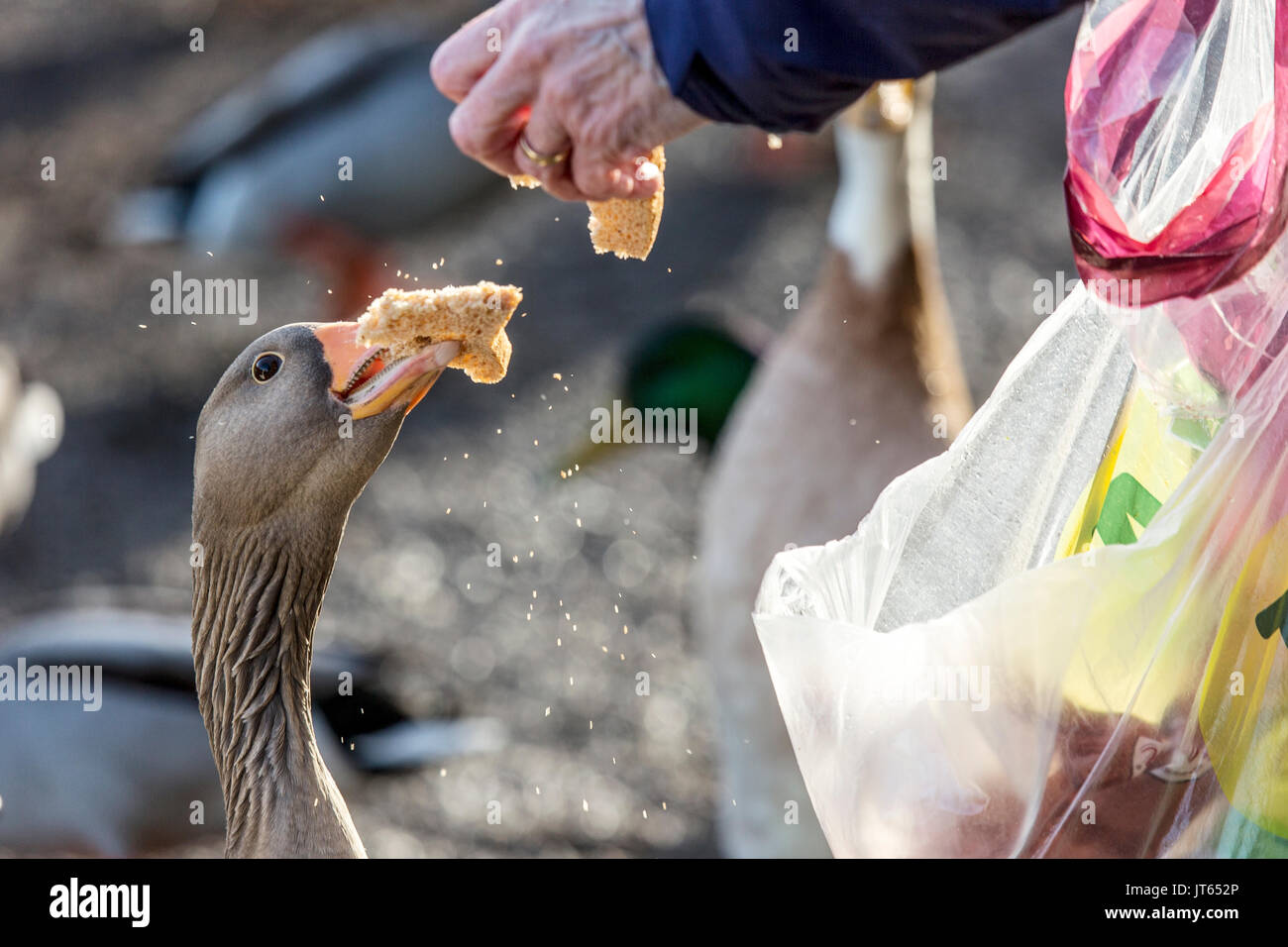 Old person feeding goose Stock Photo - Alamy