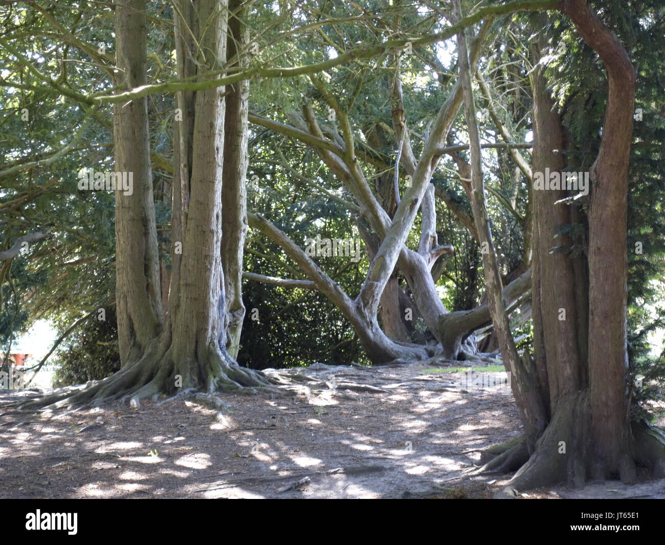 woodland plants and trees Stock Photo - Alamy