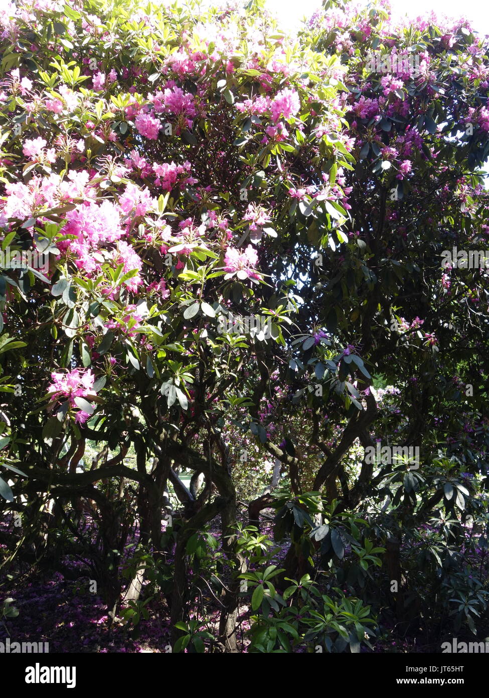 Magical fairy grove Stock Photo - Alamy