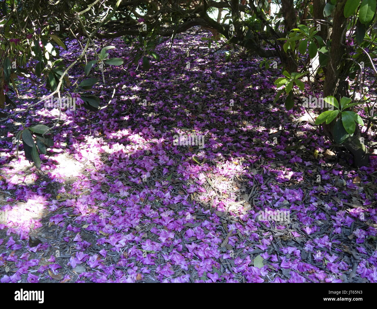 Magical fairy grove Stock Photo - Alamy