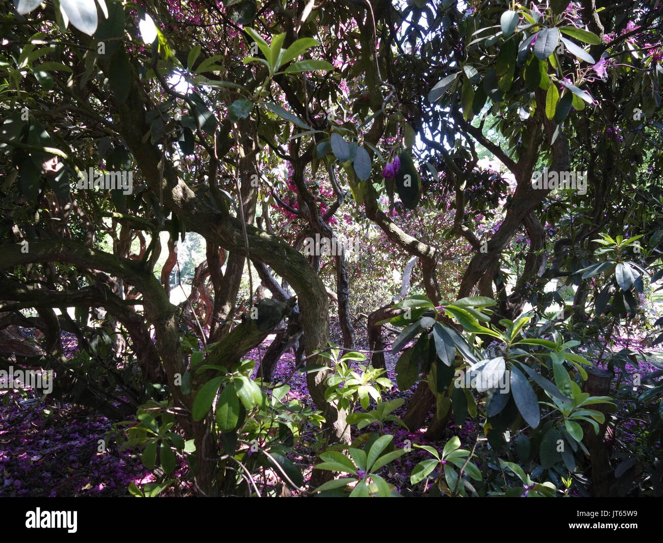 Magical fairy grove Stock Photo - Alamy