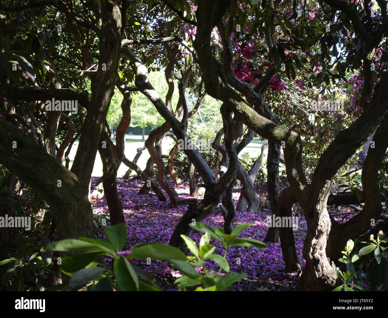 Magical fairy grove Stock Photo - Alamy