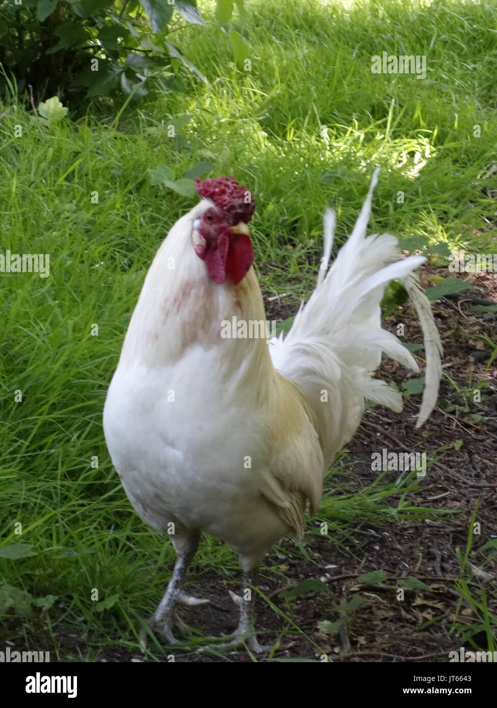 Awesome creature hi-res stock photography and images - Alamy