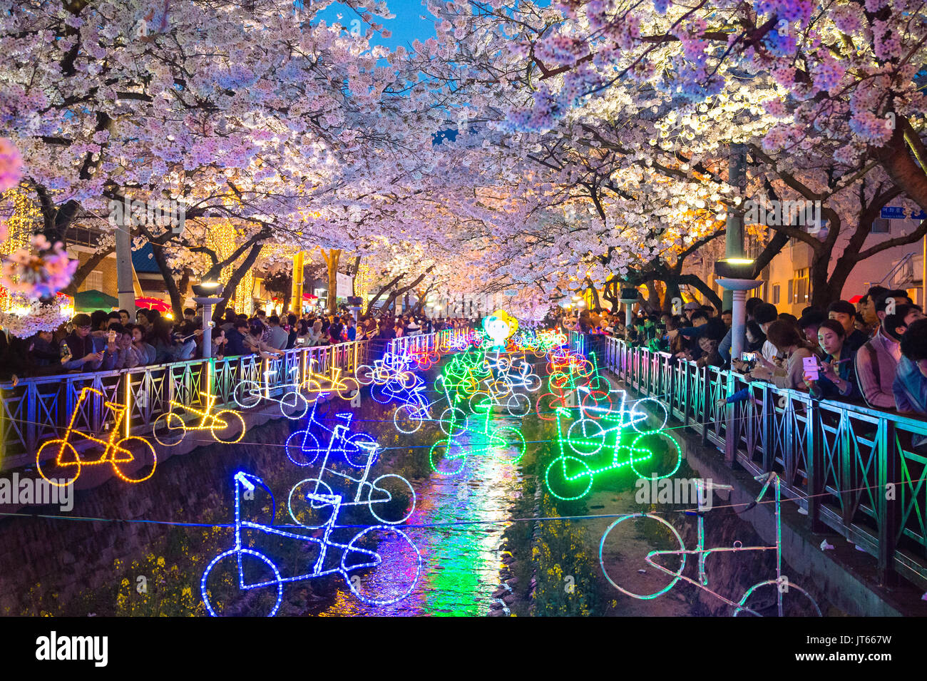 Jinhae cherry blossom festival hi-res stock photography and images - Alamy