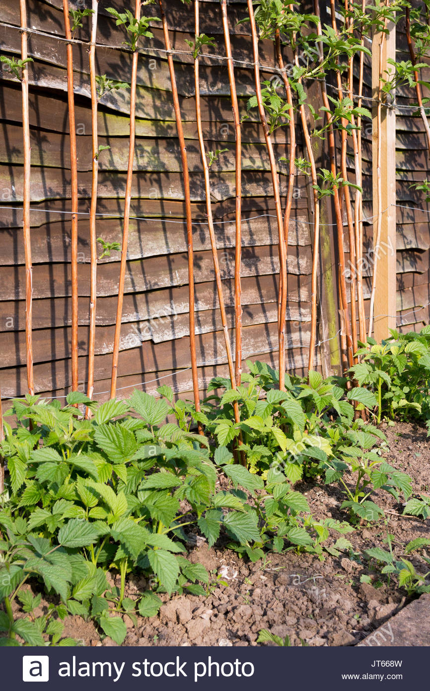 Cane Shoots High Resolution Stock Photography and Images - Alamy