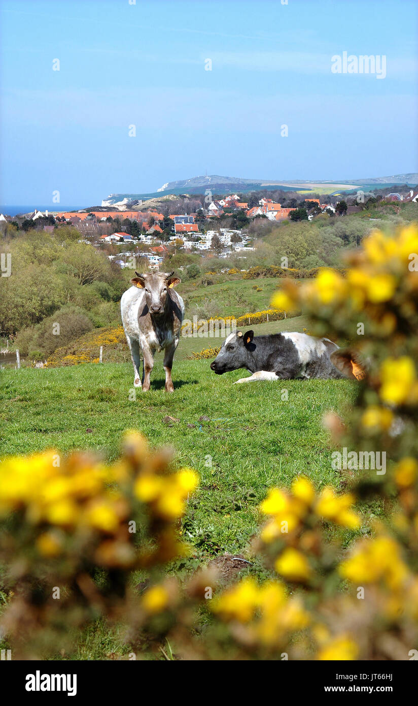 Caps et marais dopale regional nature park hi-res stock photography and ...