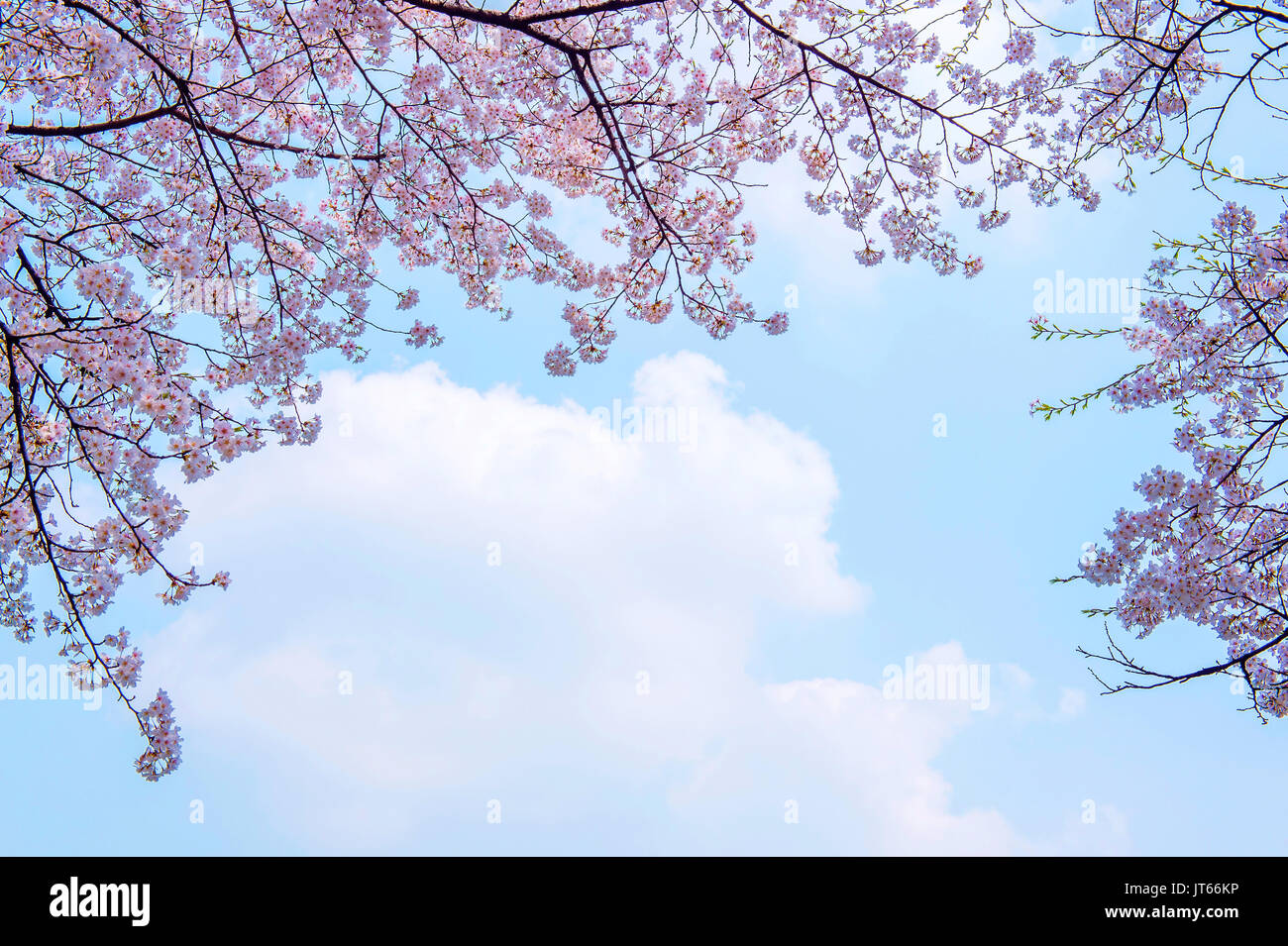 Cherry Blossom in Spring,Background Stock Photo - Alamy