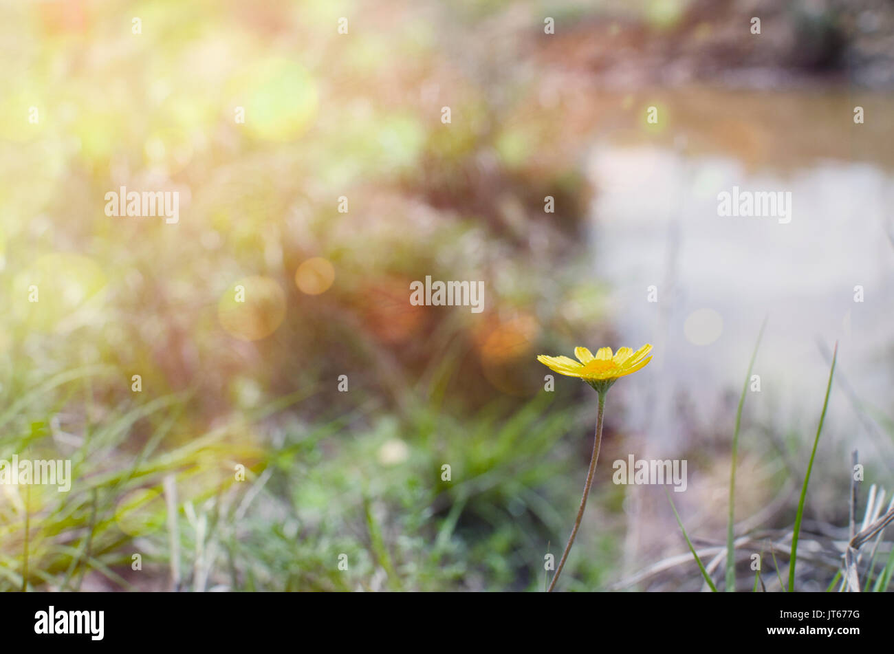 Yellow hillside hi-res stock photography and images - Alamy